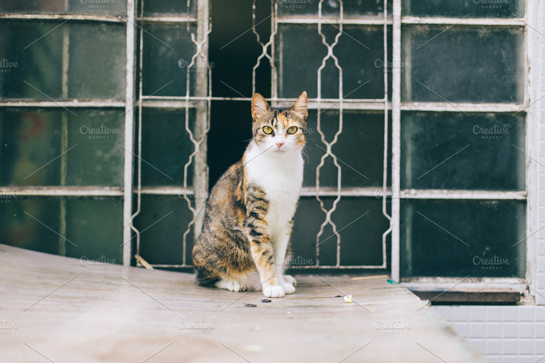 Brazilian cat, an Animal Photo by Walking Blonde | Creative Market