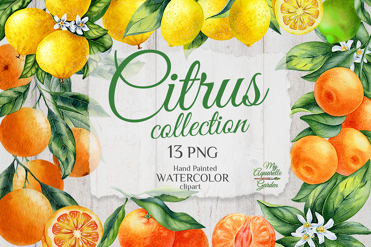 Watercolor citrus collection, an Illustration by MyAquarelleGarden