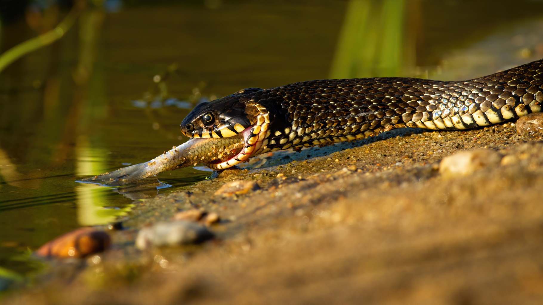 Grass snake with prey crawling on, an Animal Photo by WildMedia