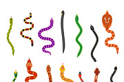 Vector flat snakes collection, an Animal Illustration by Vectorstockersland