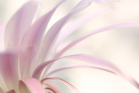 Soft pink petals background, a Texture Graphic by The Little Wild Apple