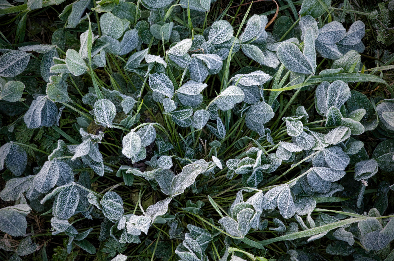 Frozen clover, a Nature Photo by The Image Shop