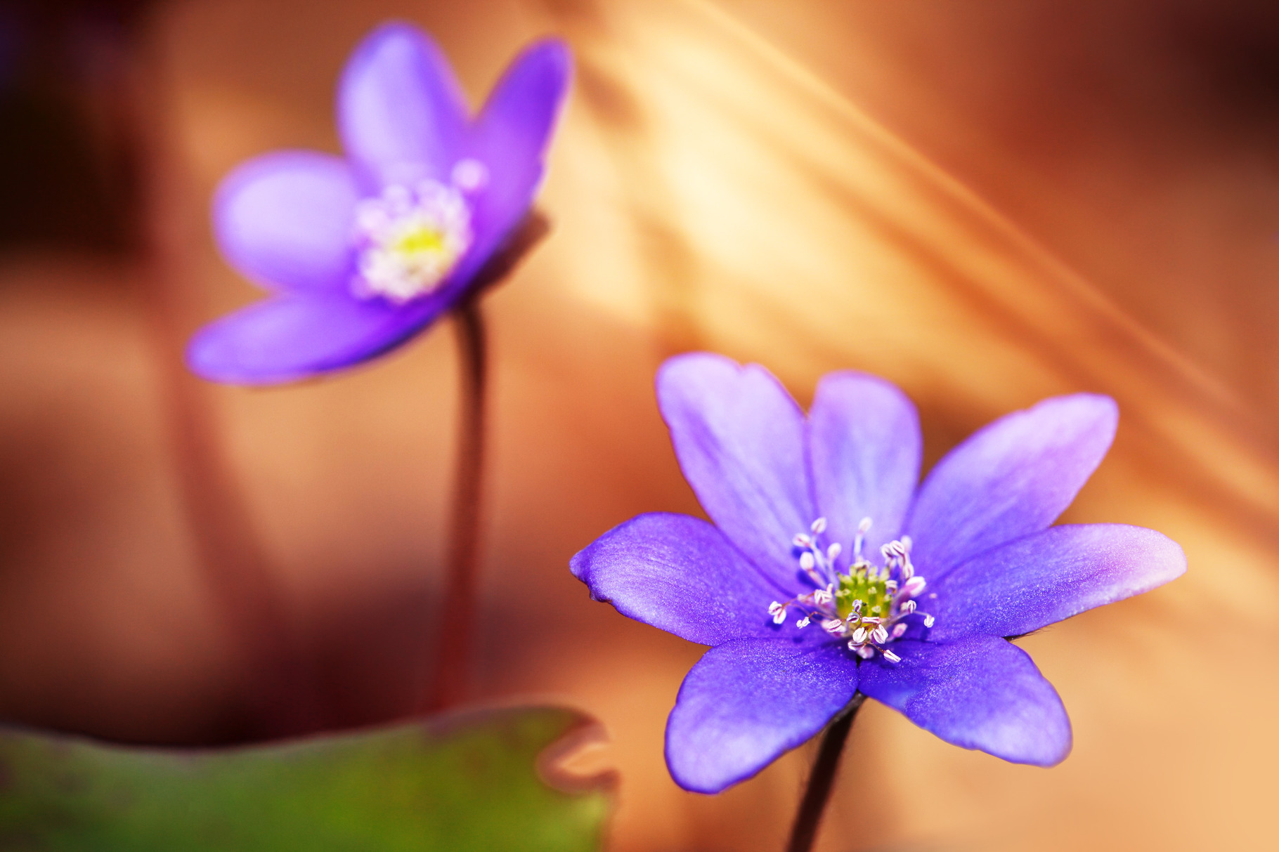 Blue flowers of hepatica nobilis containing spring, hepatica, and blue ...
