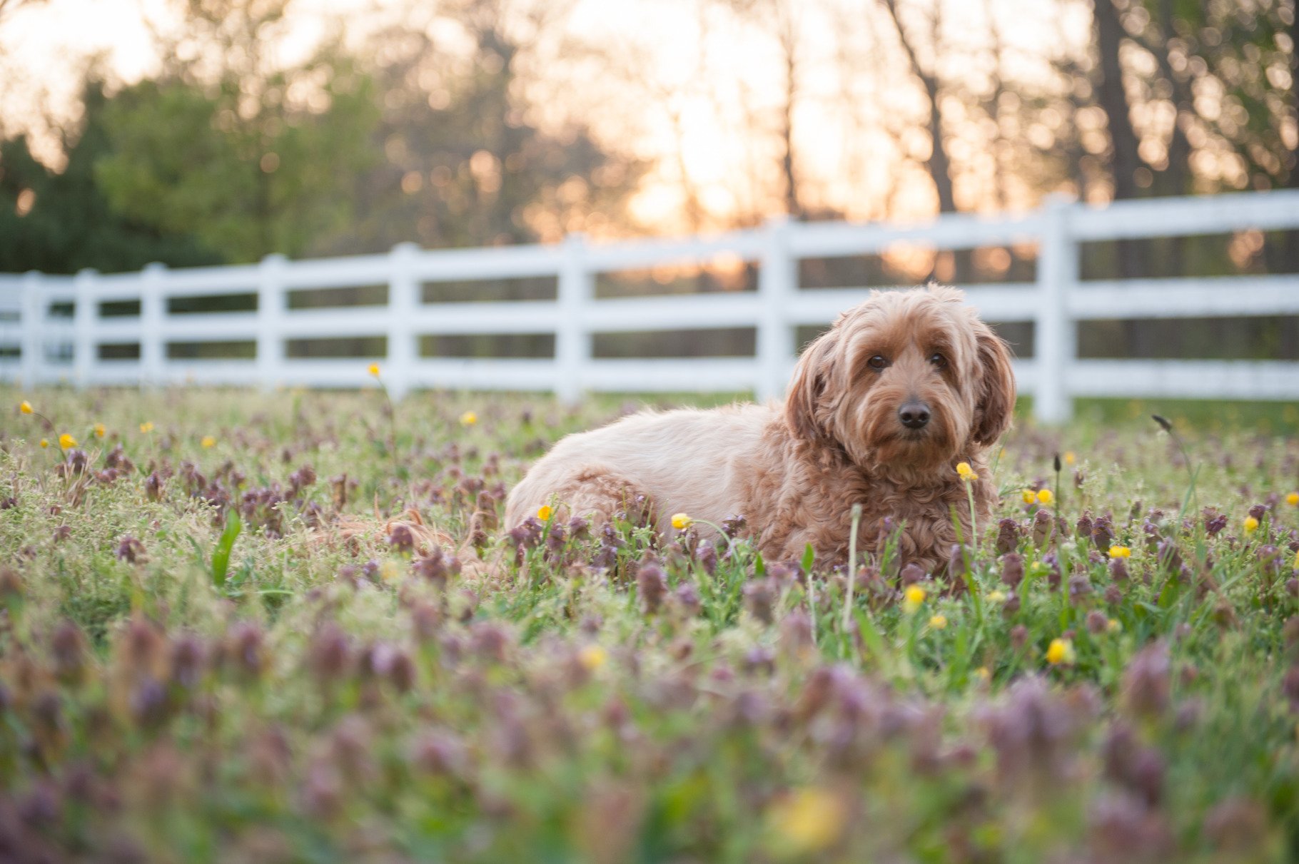 Dog in Field of Flowers, an Animal Photo by Caitlin Scott Photography