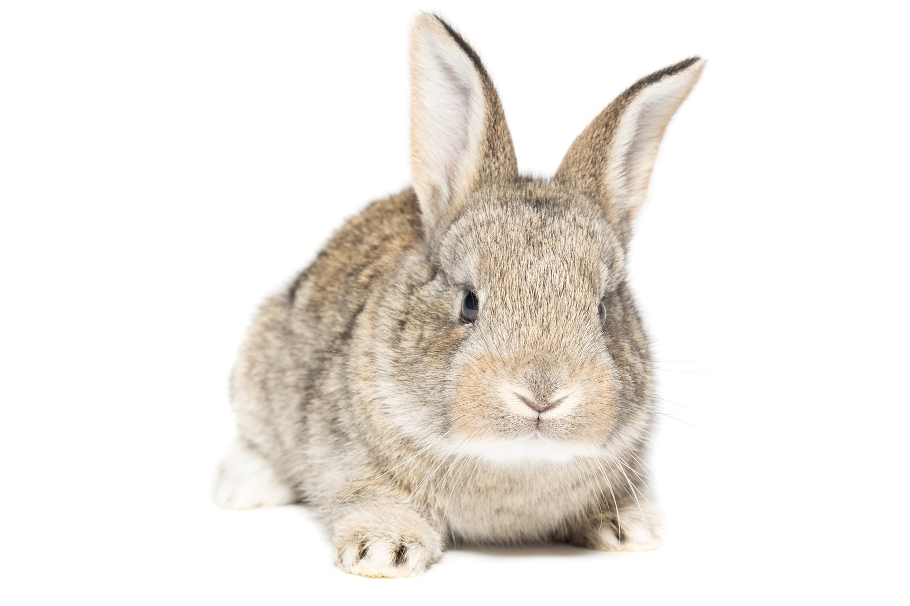 Rabbit on a white background containing rabbit, bunny, and isolated ...
