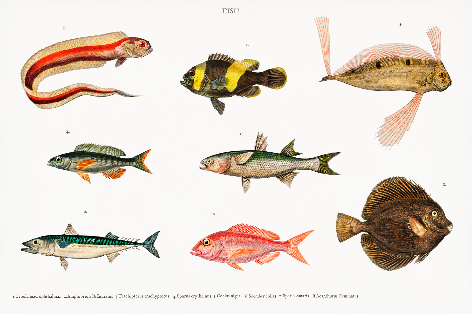 Illustration of aquatic life stock photo containing artwork and drawing ...