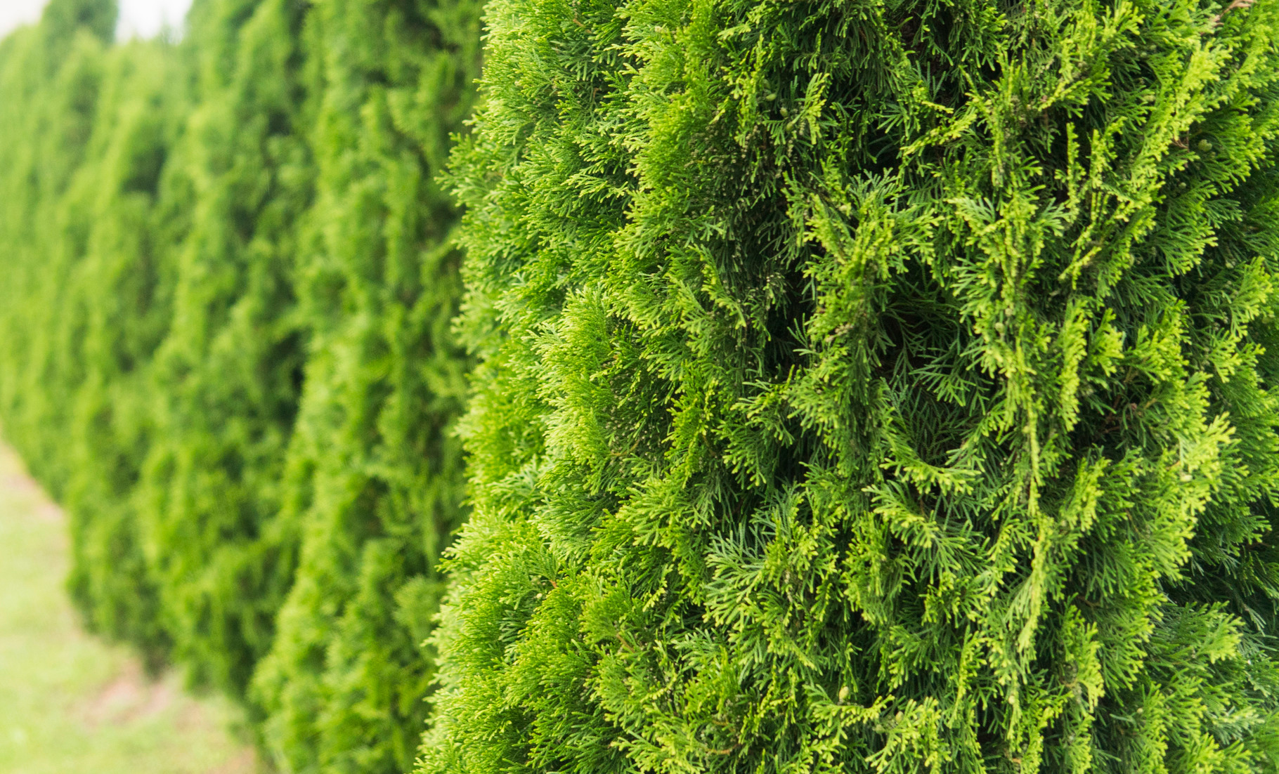 Green hedge of thuja trees green featuring thuja, garden, and ...