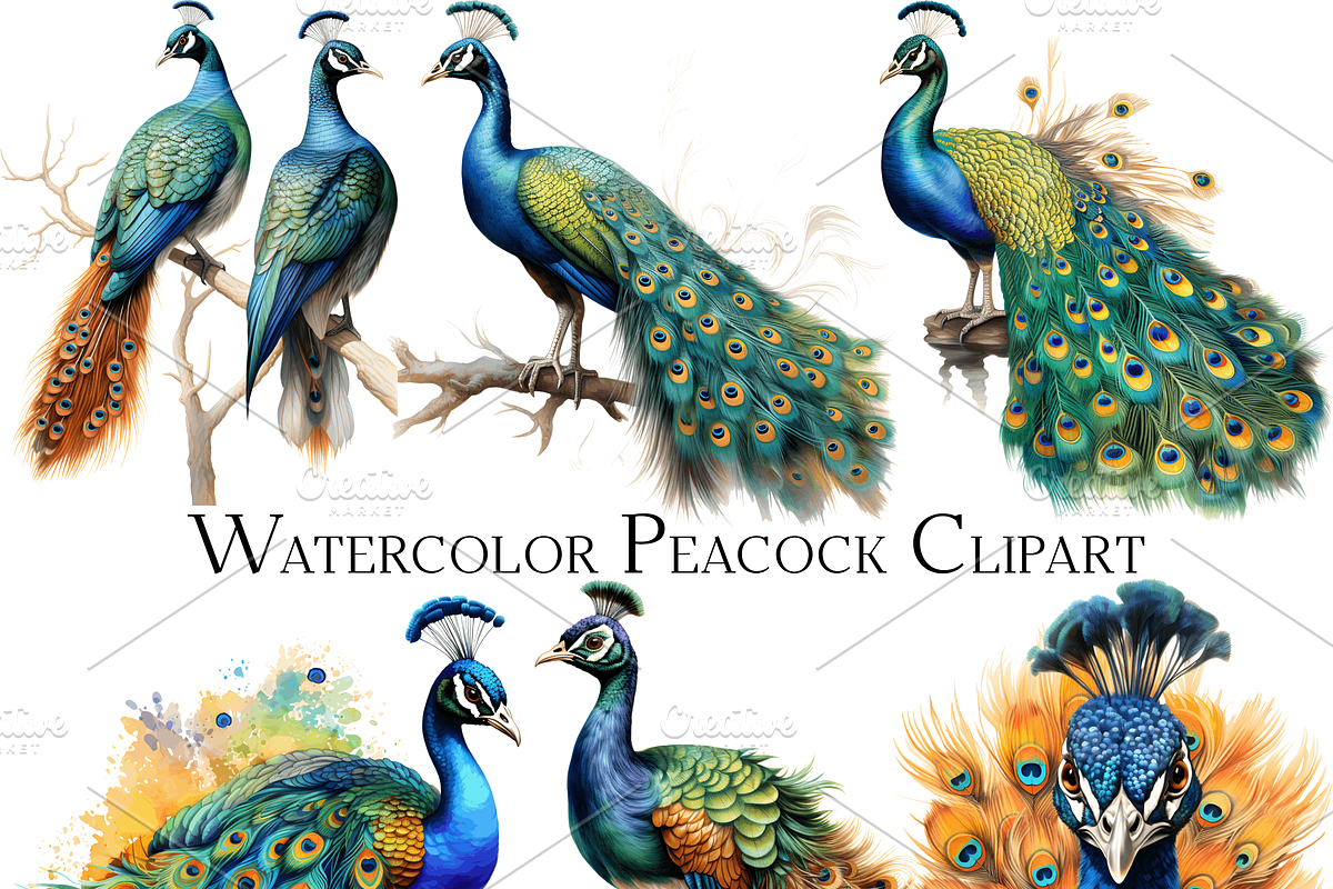 Watercolor Peacock Clipart, an Object Graphic by ArtisticTimberStudio