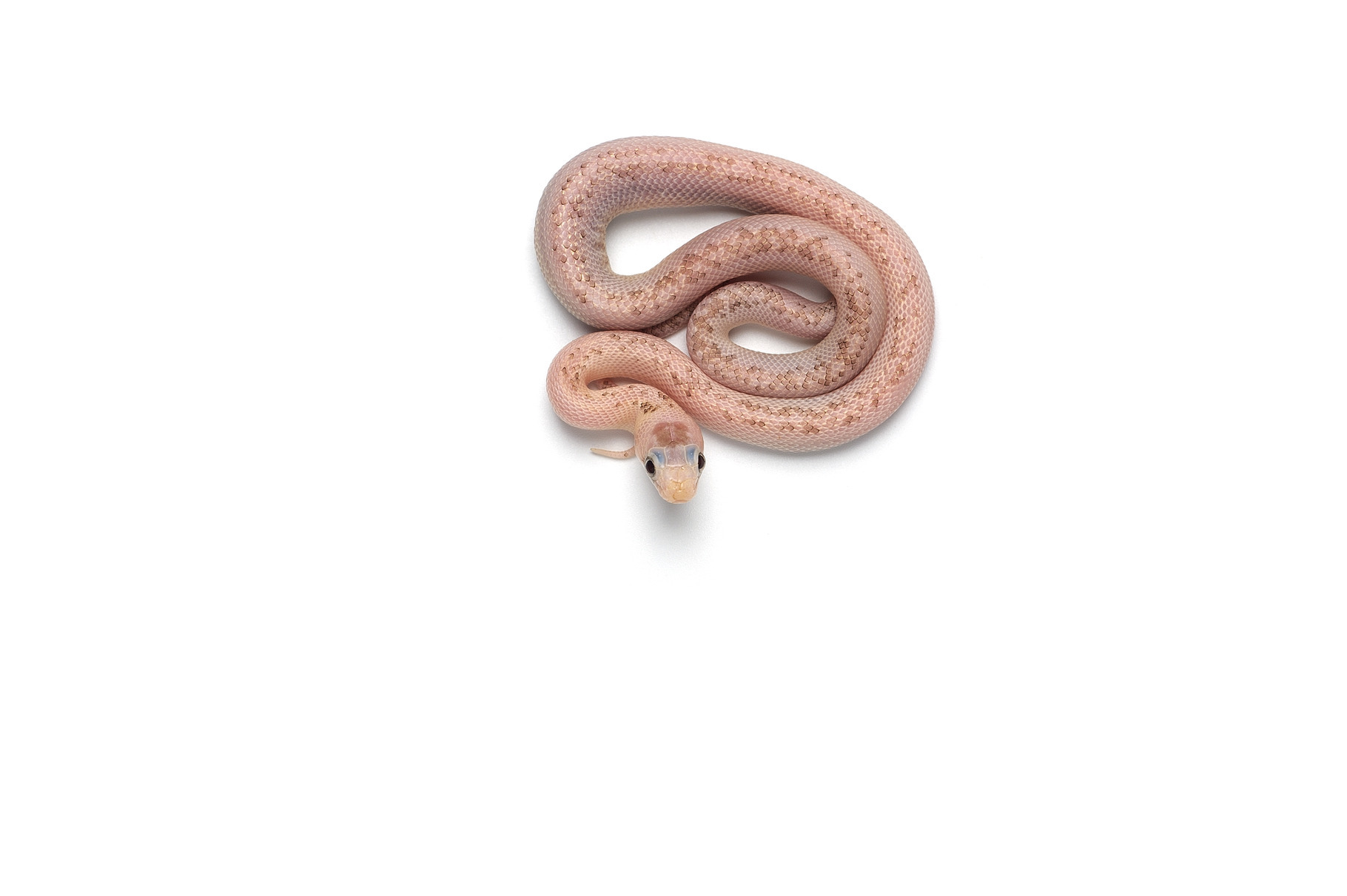 Rat snake attack pose isolated on wh containing aggression, animal, and ...
