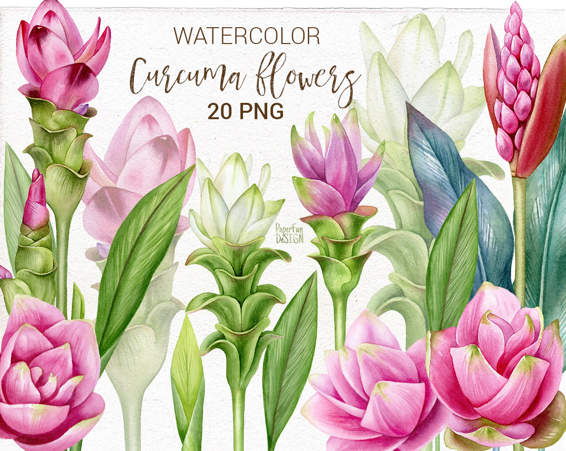 Curcuma flowers. Watercolor clipart, an Illustration by Mary