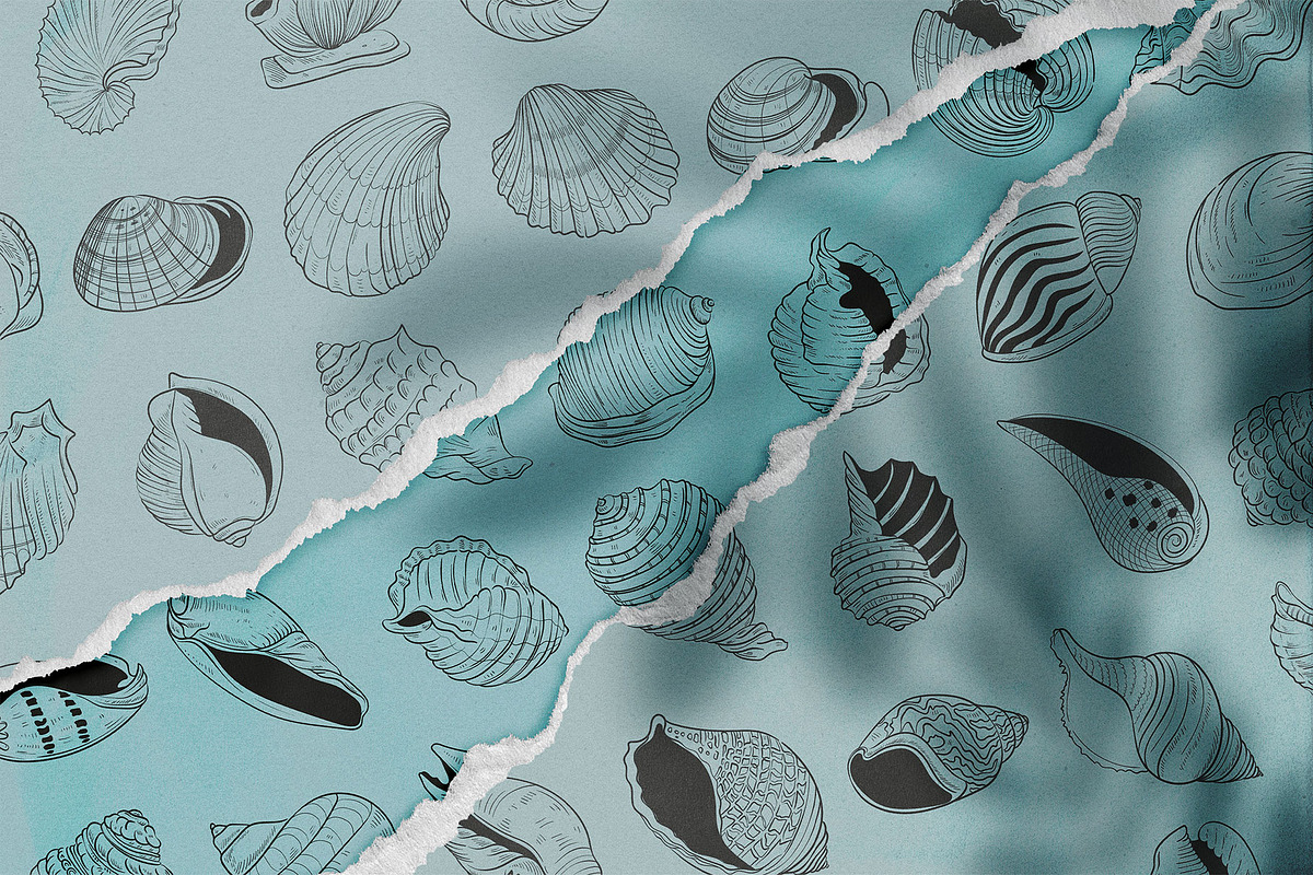 Ocean Shells Illustration