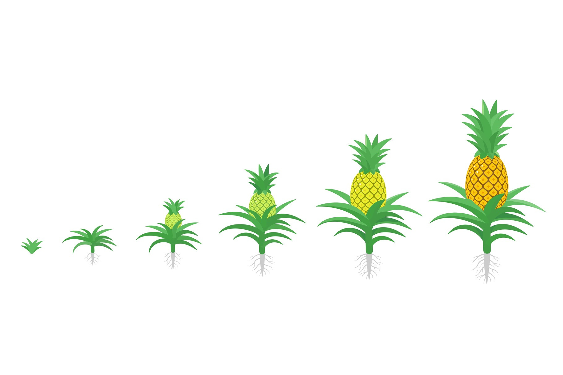 The Growth Cycle of pineapple, an Illustration by Ilia Design