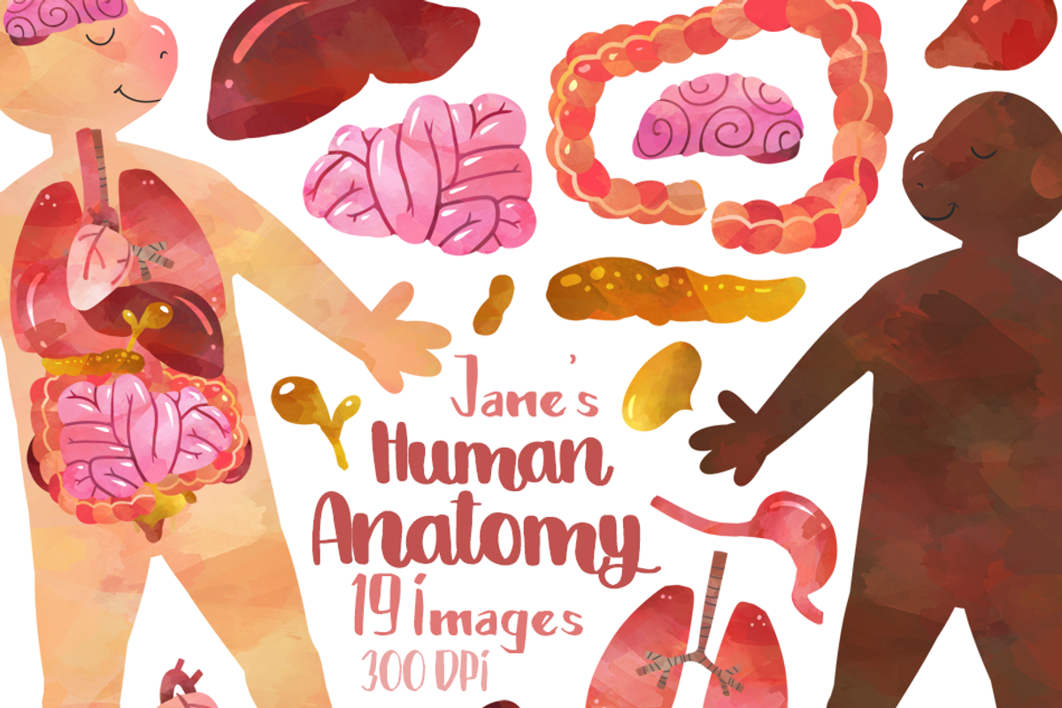 Watercolor Human Anatomy Clipart, an Education Illustration by DigitalArtsi