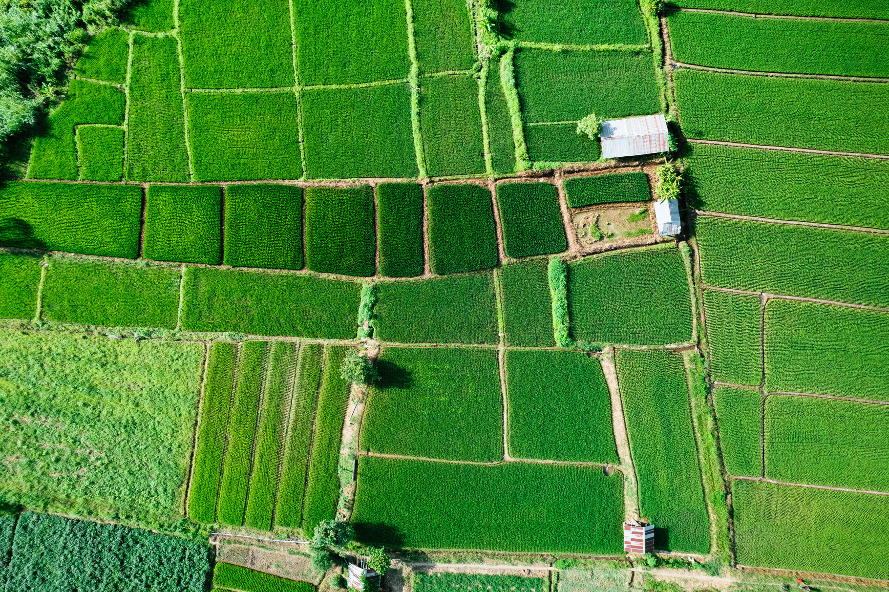 Rice field ,Aerial view of rice fields, a Nature Photo by Art Rachen ...