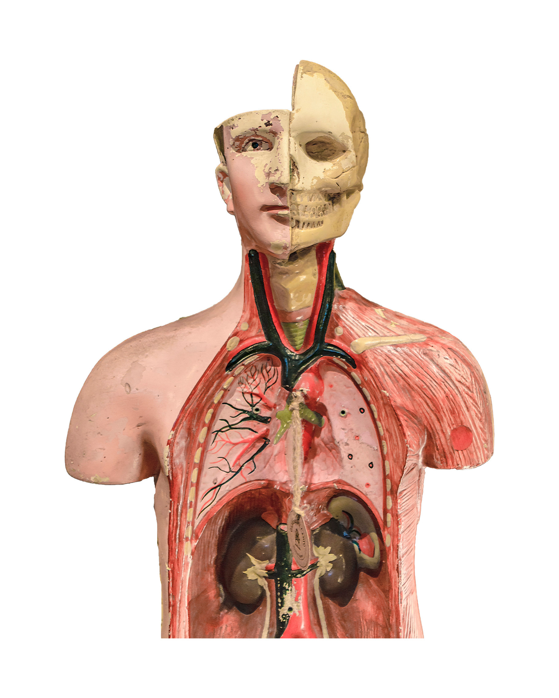 Anatomy Human Body Model Isolated | School & Education Stock Photos ...