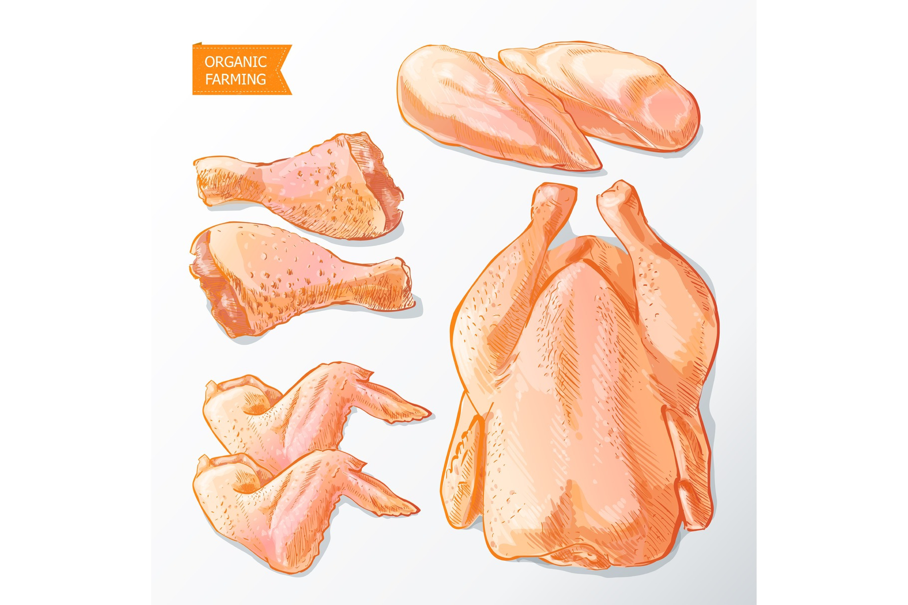 chicken meat vector, a Food Illustration by Alltruecolours