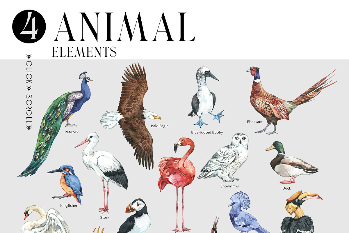 ANIMALS World Encyclopedia, an Animal Illustration by Anastezia Luneva