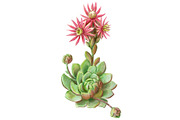 Houseleek Pencil Illustration, a Decorative Illustration by Anna Repp ...