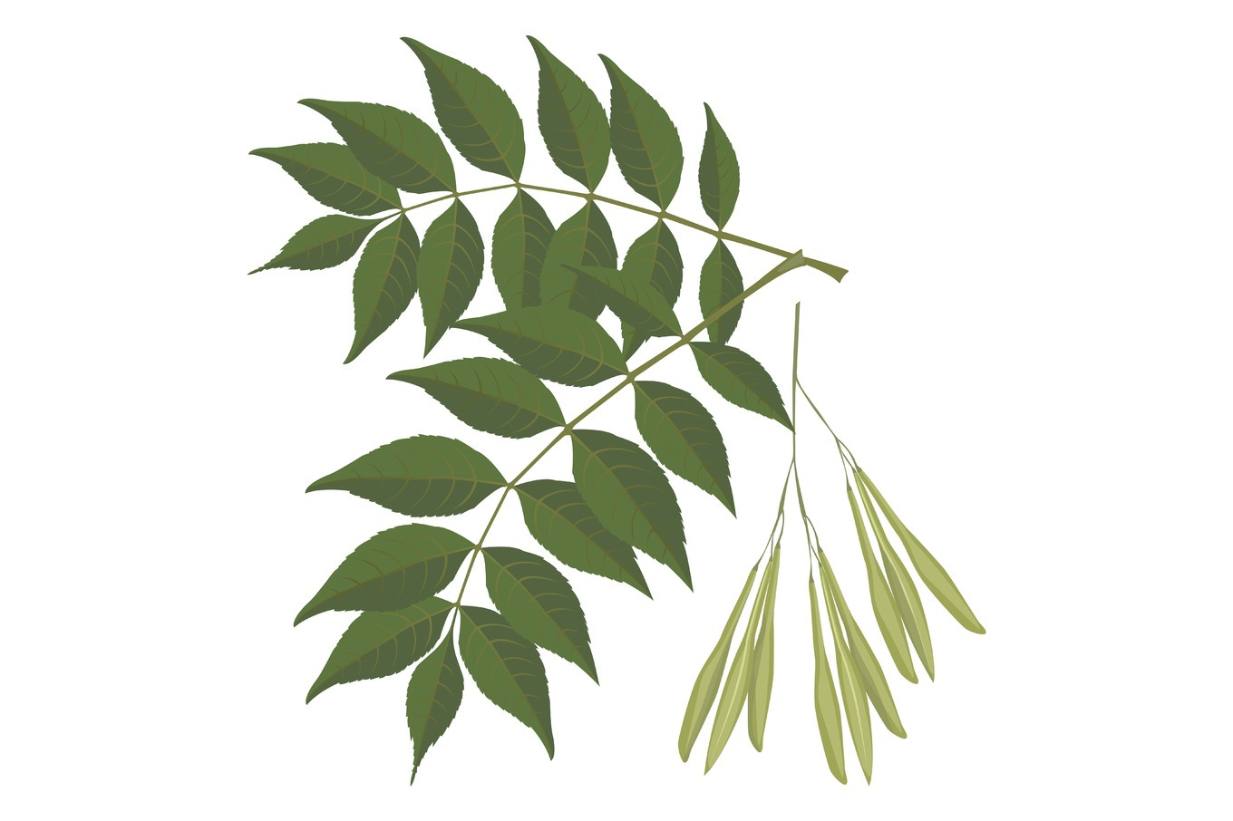 Ash tree leaves isolated on white background. Vector realistic ...