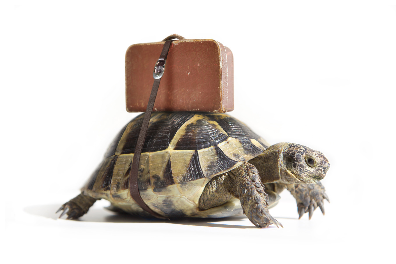 Turtle with suitcase on a back., an Animal Photo by Anton_Sokolov