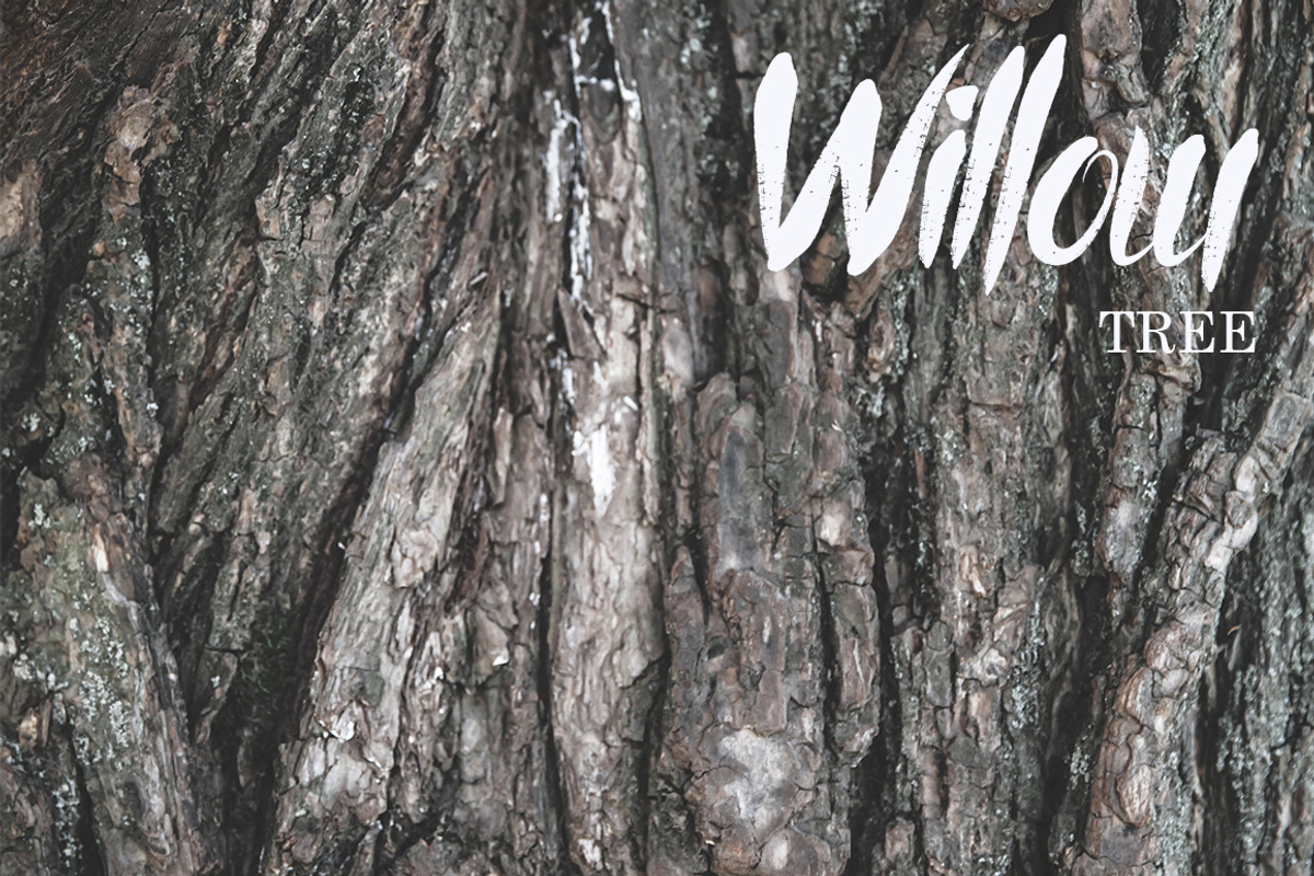 Willow tree texture bundle, a Texture Graphic by Alinadanilova