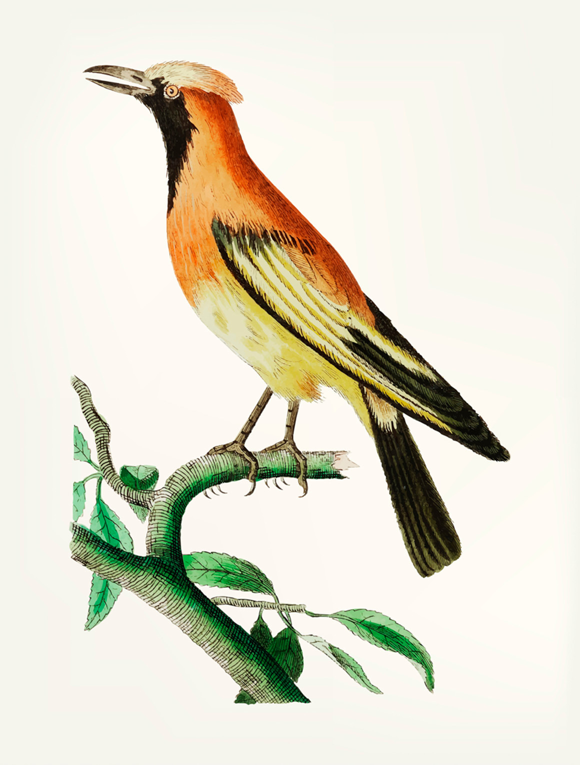 Drawing of golden bird of paradise, an Animal Illustration by rawpixel