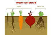Cartoon Types Root Systems Card, a Food Illustration by Bigmouse_art