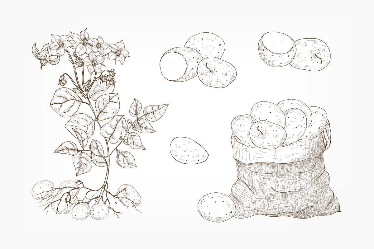 Potato set, a Decorative Illustration by Good Studio