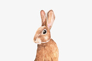 Illustration of rabbit, an Animal Illustration by rawpixel