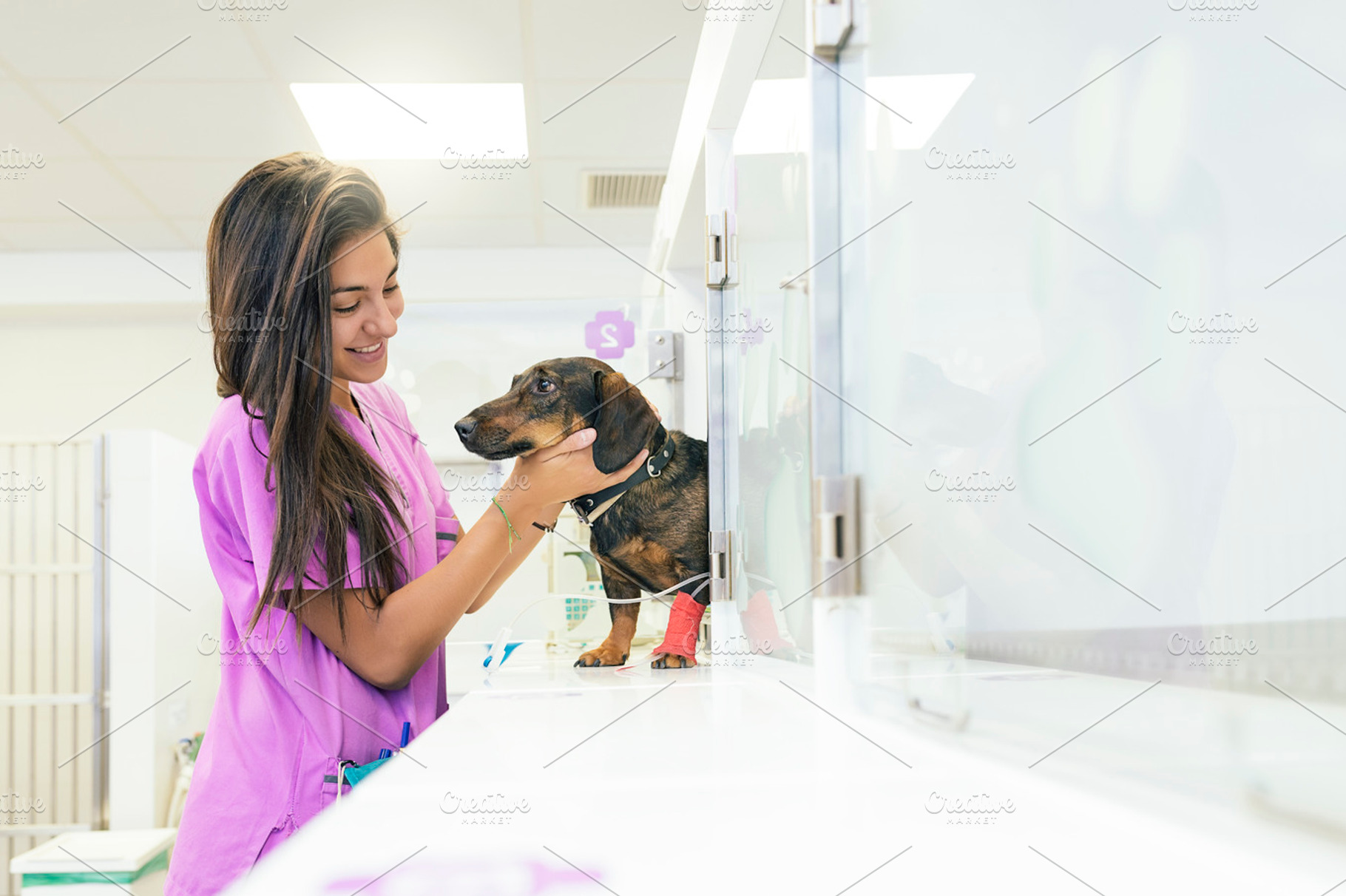 Veterinarian doctor hugging a dog containing veterinarian, woman, and ...