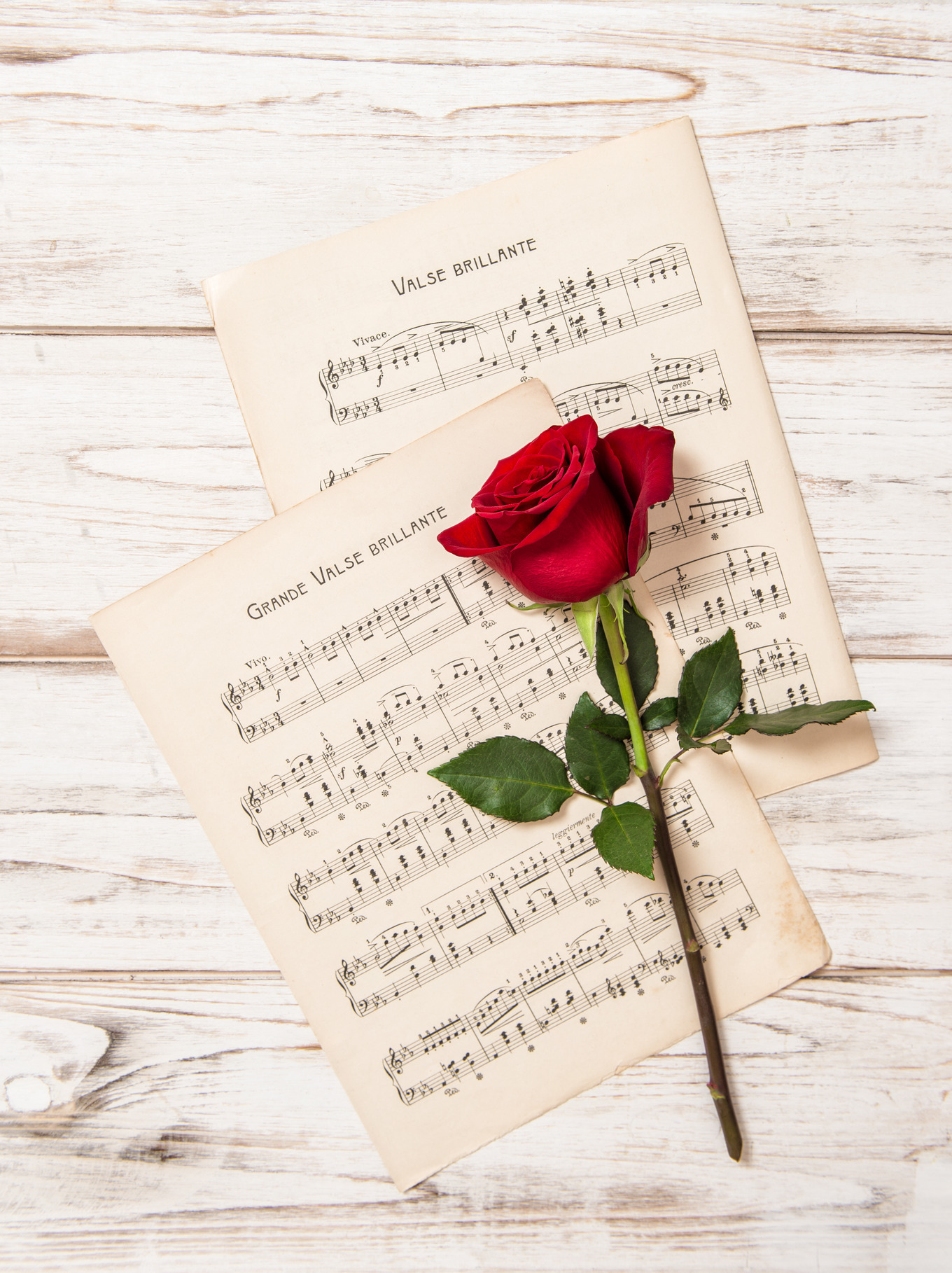 Red rose. Music notes, a Holiday Photo by LiliGraphie | Creative Market