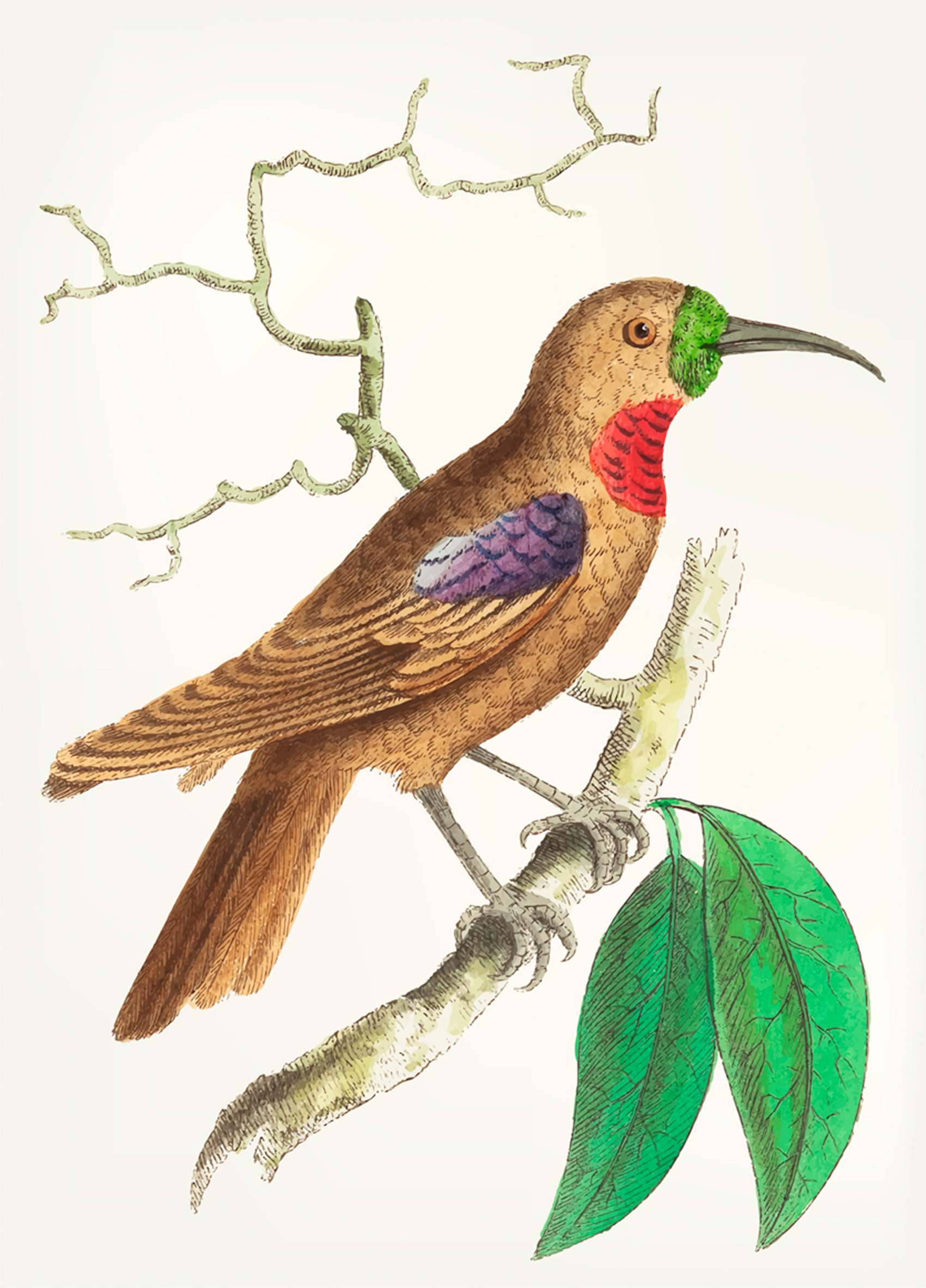 Drawing of purple-throated creeper, an Animal Illustration by rawpixel