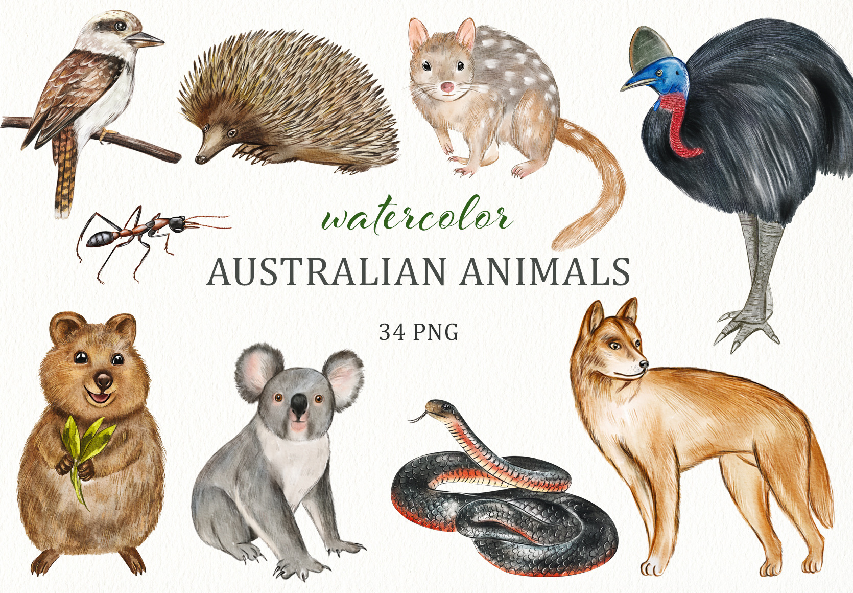cute australia animals
