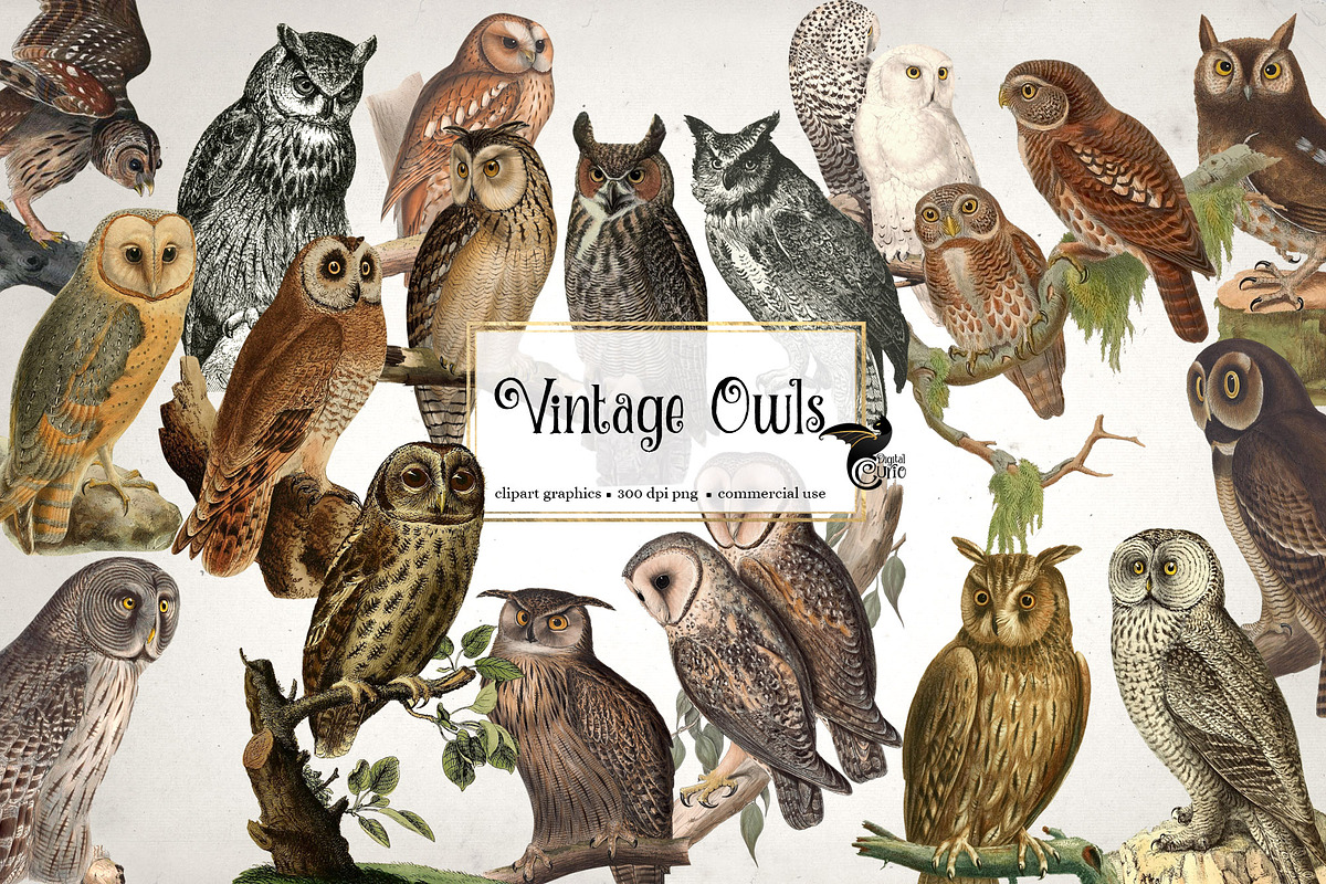 Vintage Owls Clipart, an Illustration by Digital Curio | Creative Market