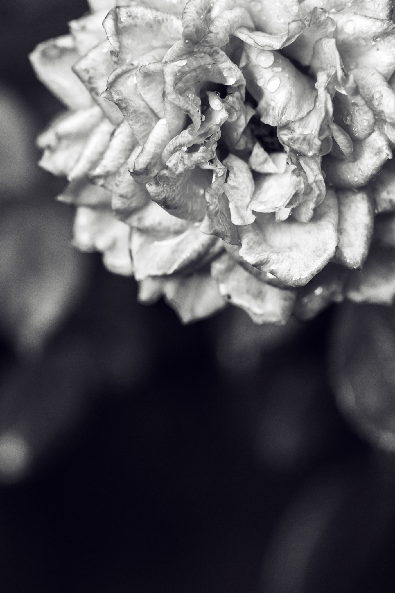 Rose bw, a Nature Photo by Maria Dattola Photography