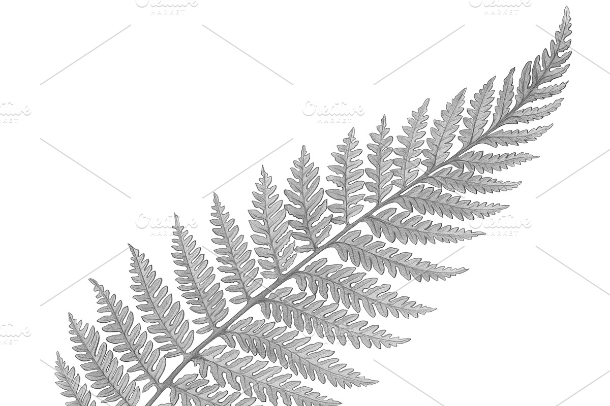 Silver Fern Pencil Illustration, an Illustration by Anna Repp Illustration