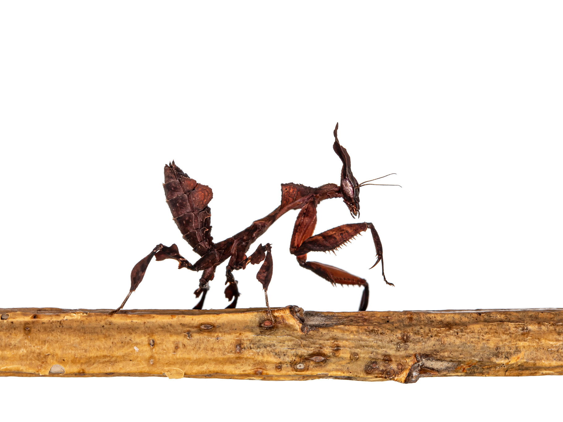 Ghost Mantis on white background, an Animal Photo by Cat'chy Images by ...