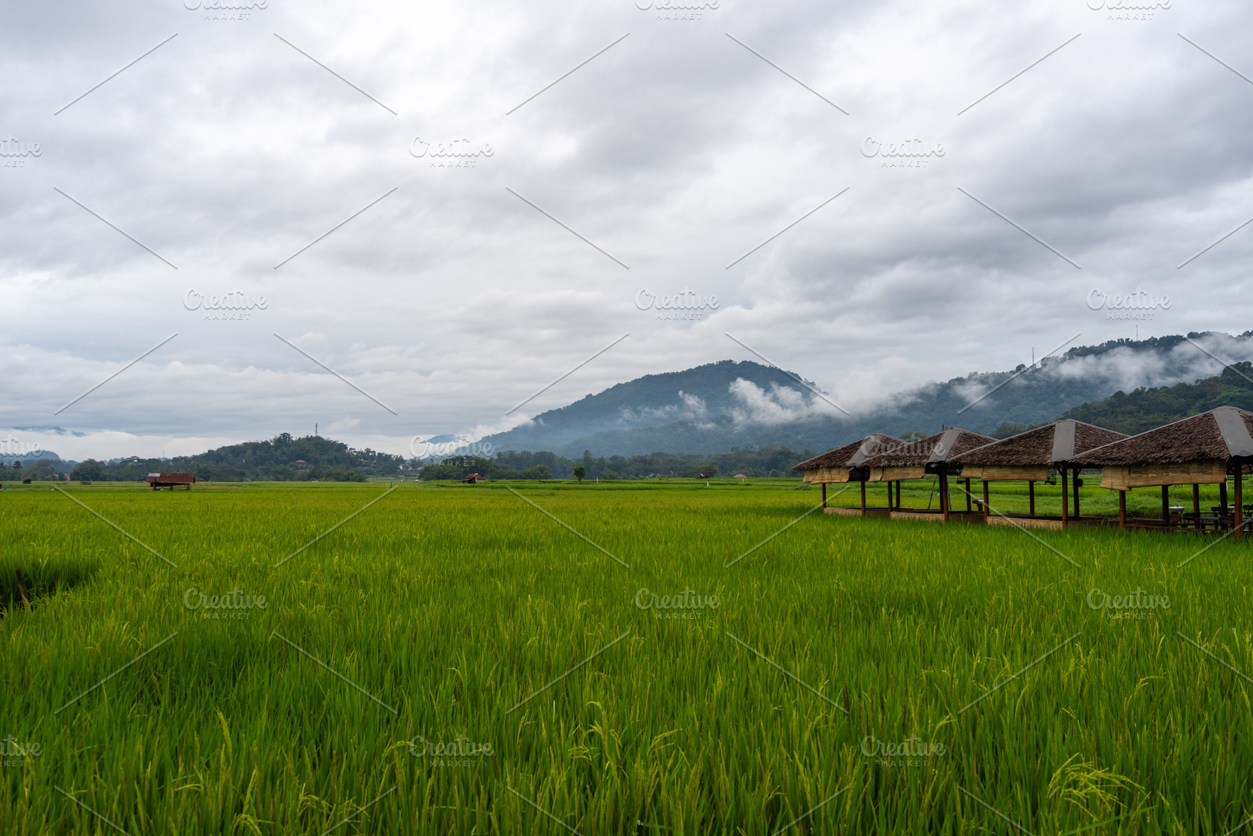 Mountains and rice fields in Toraja land, Sulawesi, Indonesia, a Nature ...