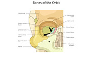 Bones of the Orbit Anatomy Diagram, a Healthcare Illustration by AlexArt