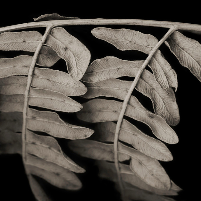 Detail of fern, a Nature Photo by The Image Shop | Creative Market