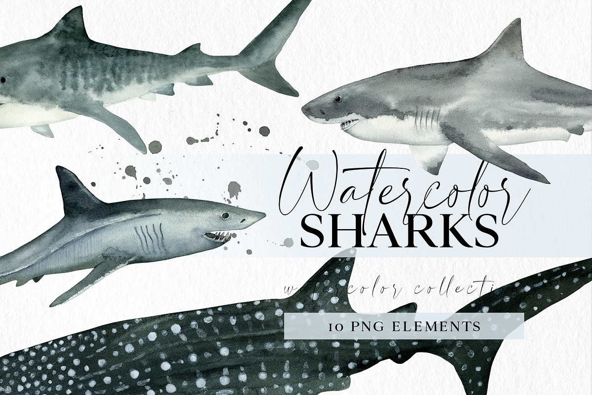 Watercolor shark png clipart, an Animal Illustration by WatercolorWind