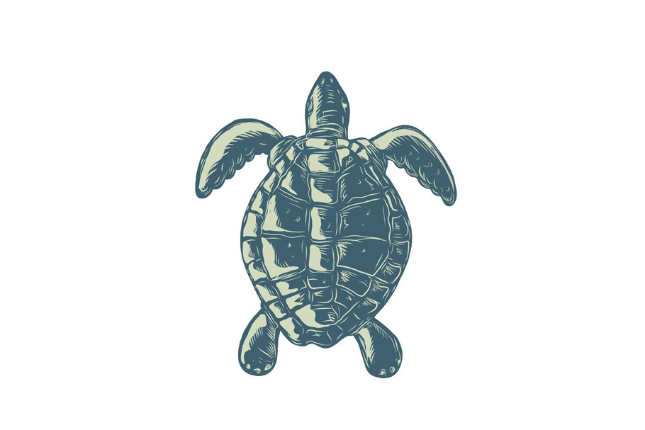 Sea Turtle Top View Scratchboard, an Illustration by patrimonio