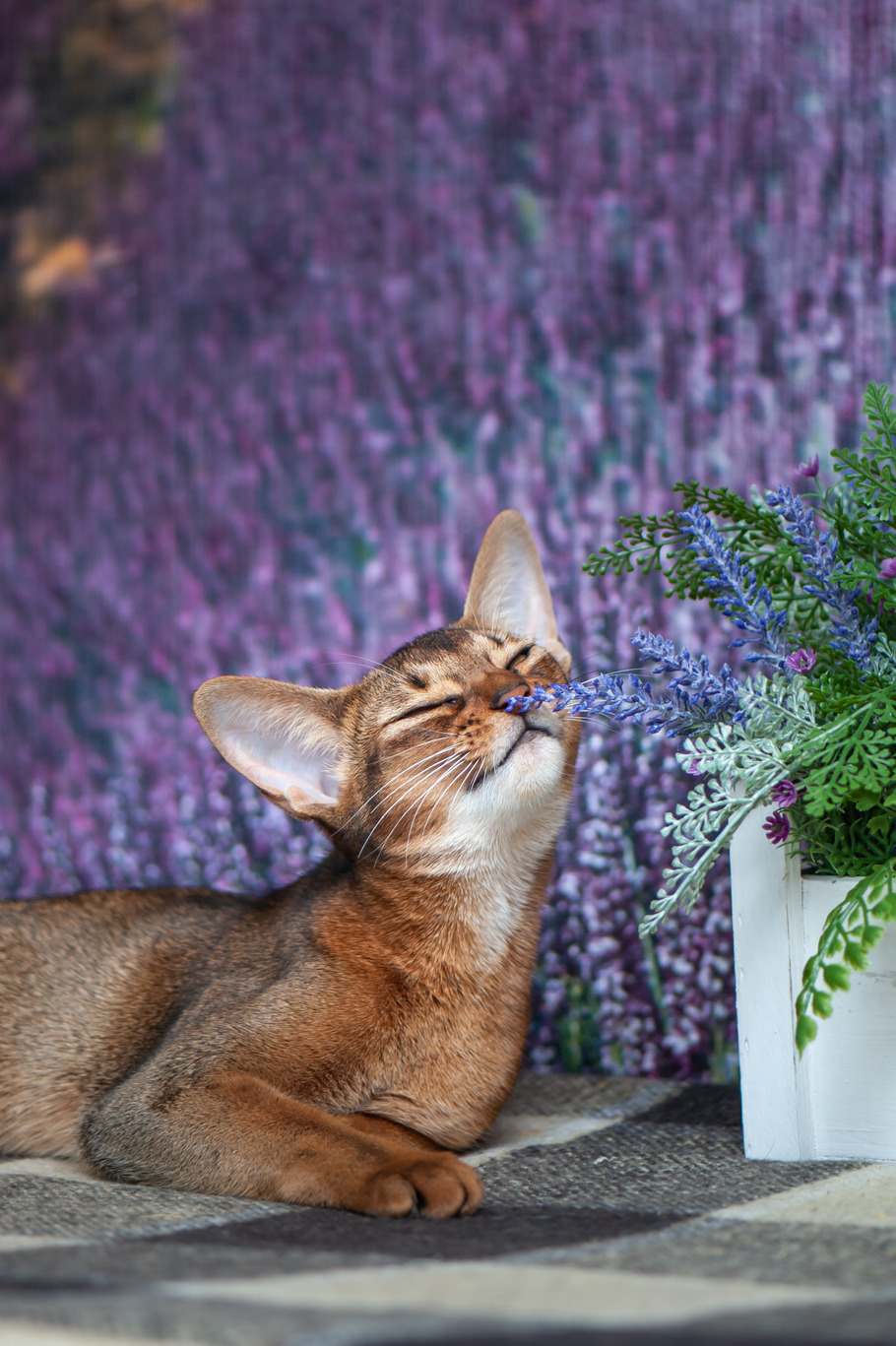 Very beautiful abyssinian cat featuring abyssinian, adorable, and ...