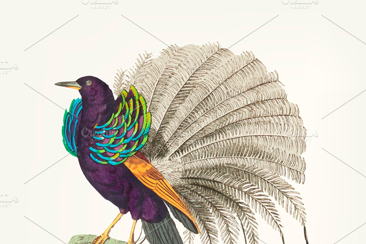 Hand drawn vaillantian paradise bird, an Animal Illustration by ...