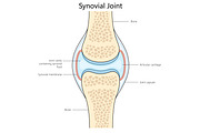 Synovial joint structure diagram | Healthcare Illustrations ~ Creative ...