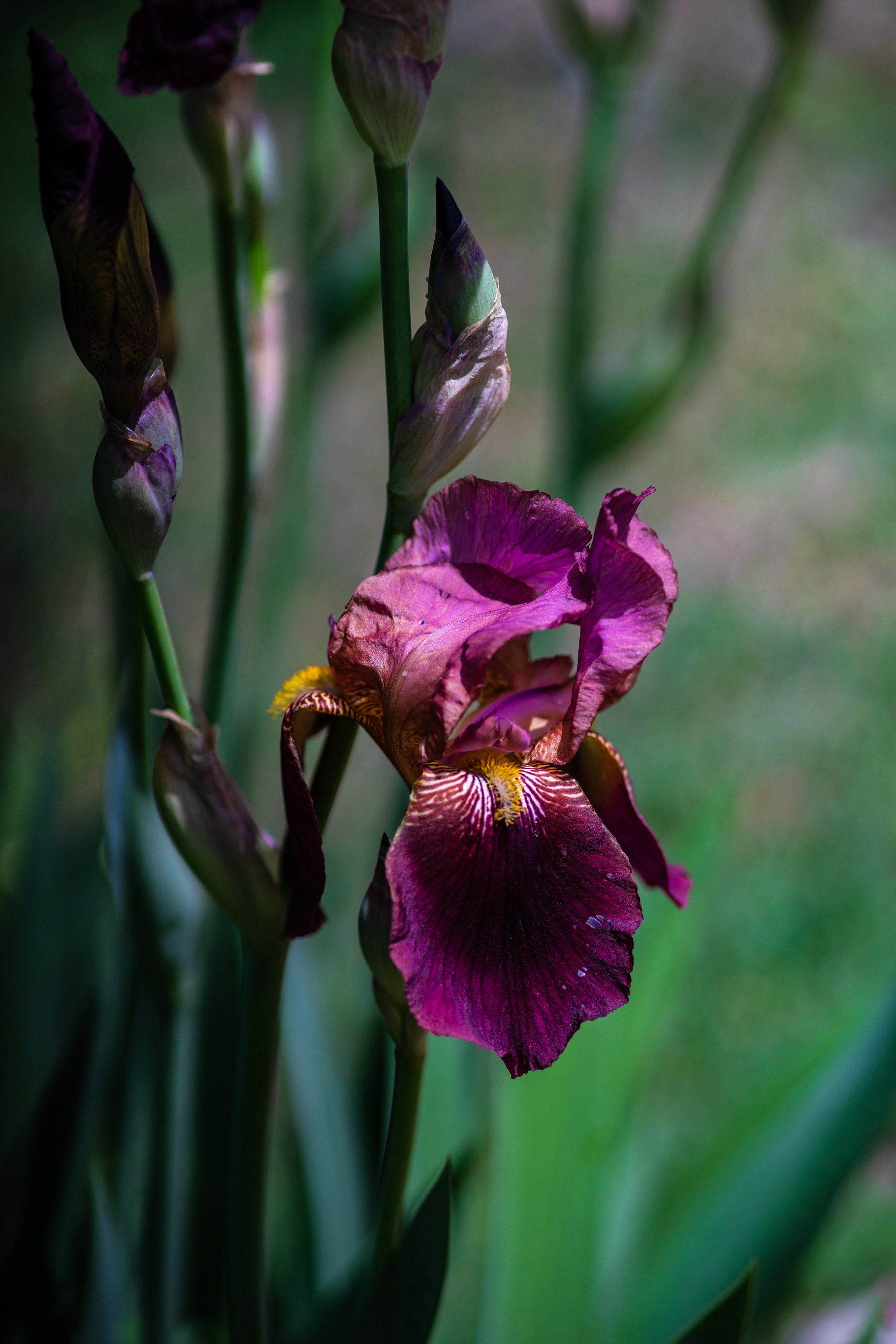 Iris flower in a garden featuring annual, background, and beautiful, a ...