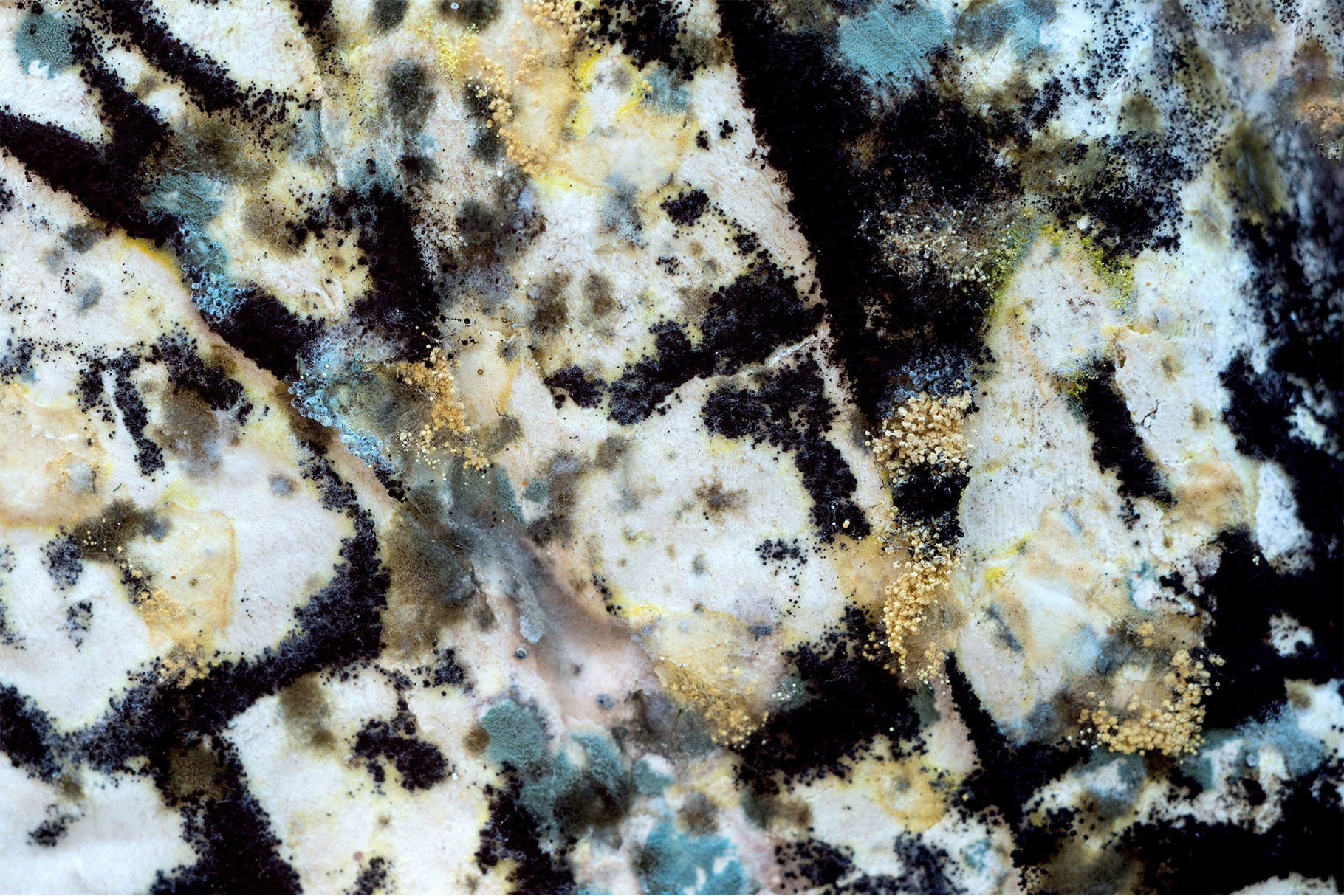 Bread Mold Abstract Background, an Abstract Photo by JeanBet