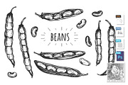 Common bean pods hand drawn sketch, a Food Illustration by CatMadePattern