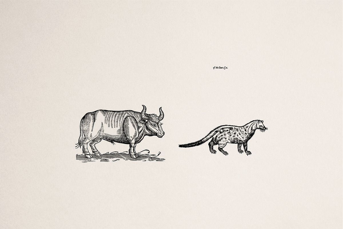 Four footed Beasts, an Animal Illustration by Nomad Visuals