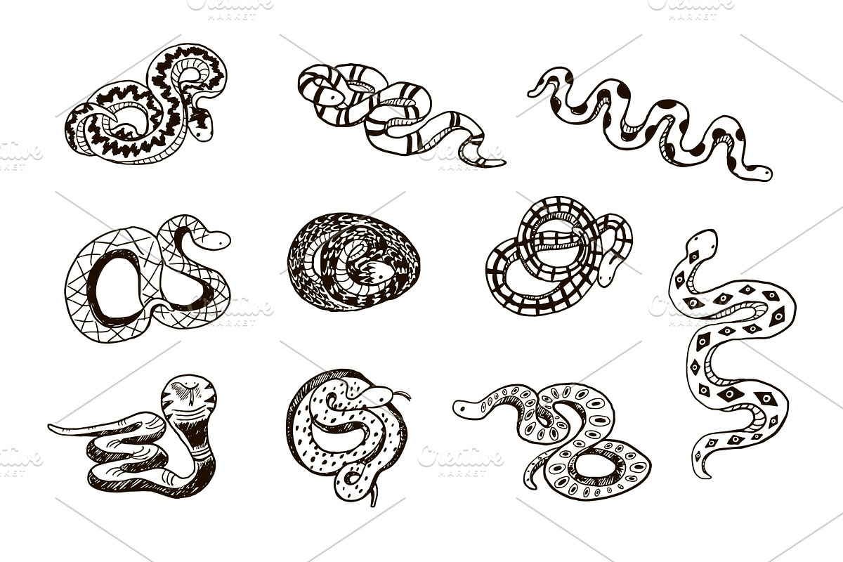 Snakes, an Animal Illustration by GooseFrol